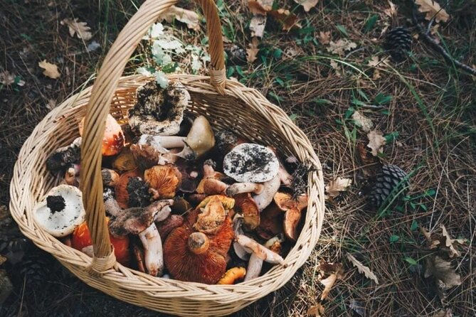 Private Daytrip for Truffle Mushroom Foraging and Wine Tasting - Who Will Love This Experience?