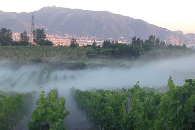 Private Educational Wine Tour, dedicated sommelier and trasport - A Closer Look at the Experience