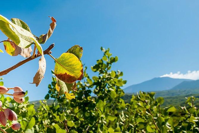 Private Etna tour and pistachio lunch in a pistachio farm - Mount Etna: A Volcano of Contrasts