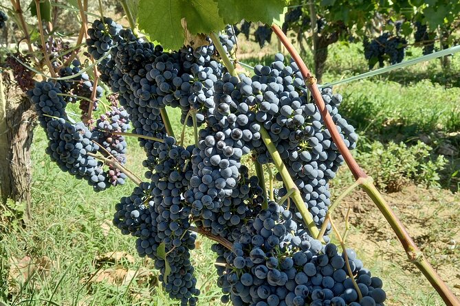 Private Food and Wine Experience in Montepulciano Tuscany - Exploring Montepulciano’s Flavors and Sights in Detail