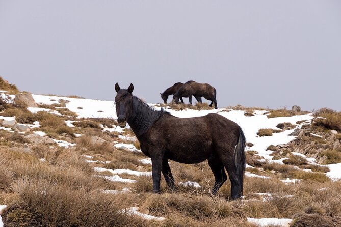 Private Granada Tour in Sierra Nevadas Summits - Exploring Granada and Its Charms