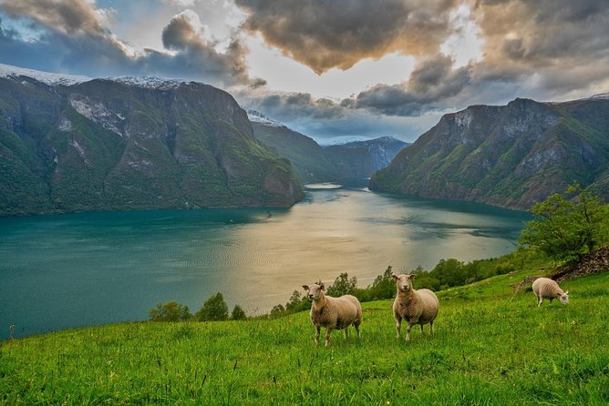 PRIVATE GUIDED TOUR: Norway's Highlights  Viking Special, 11-12 hours  SUMMER - Why Travelers Love This Tour