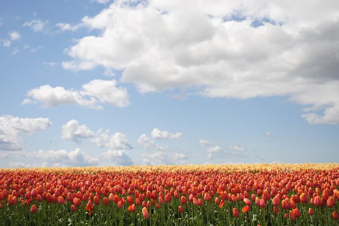 Private Half-Day Trip From Amsterdam to The Tulip Fields in Keukenhof - Transportation & Comfort