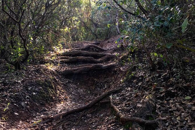 Private Hiking Adventure at Arrábida Mountain - What Makes This Tour Stand Out?