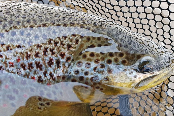 Private Lake and River Fishing Tour from Reykjavik - An Introduction to the Experience