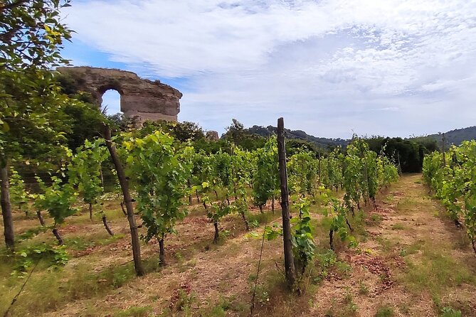 Private Natural Wine Vs Byodinamic and Organic Wine Tour - A Deep Dive into the Experience