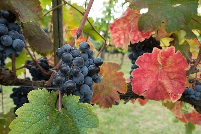 Private Tour: Chianti Winery, Montefioralle, and Greve in Chianti - Key Points