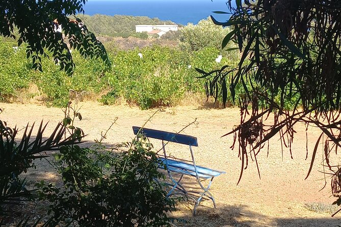 Private Tour: Discover the Secret World of Olives in Afantou - Hands-On with Olive Delicacies and Recipes