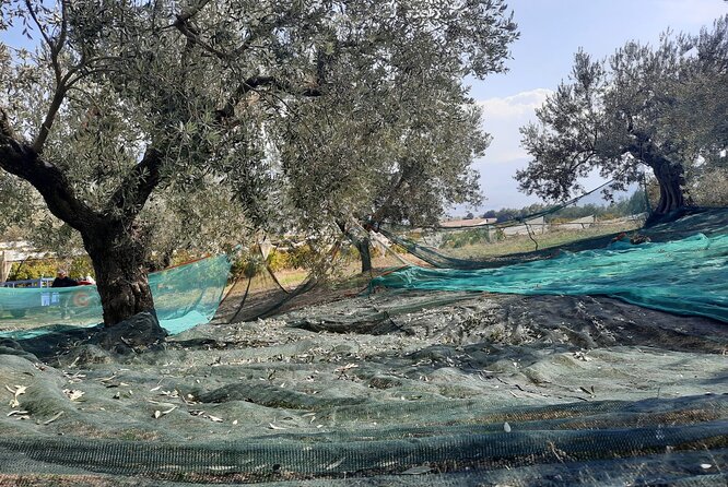 Private tour in Nafplio with Olive oil Tasting Tour in Corinth - Exploring the Olive Oil Tasting Experience