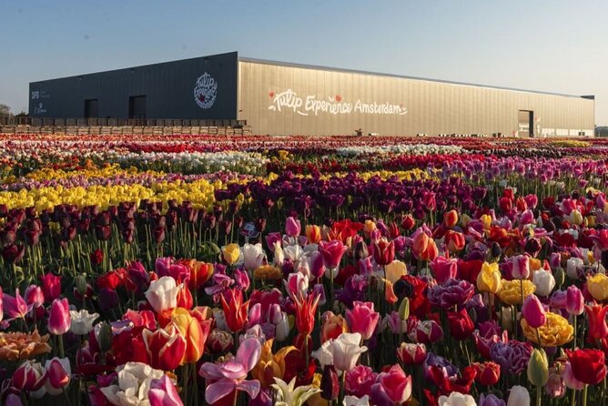 Private Tour to the Tulip Experience with Keukenhof Visit - Transportation & Practical Details