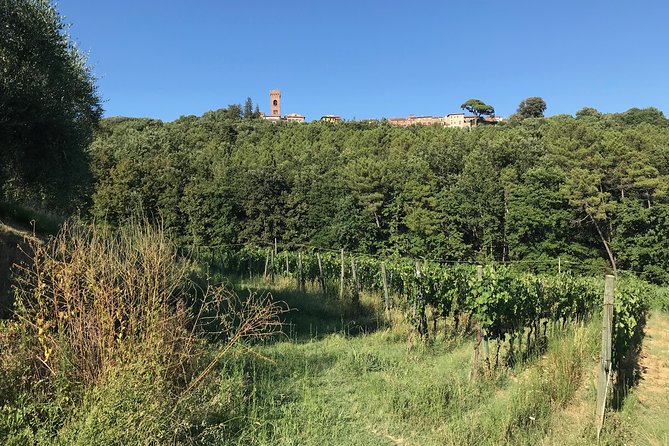 Private wine tour on the magical hills of Lucca (2 wineries) - Key Points