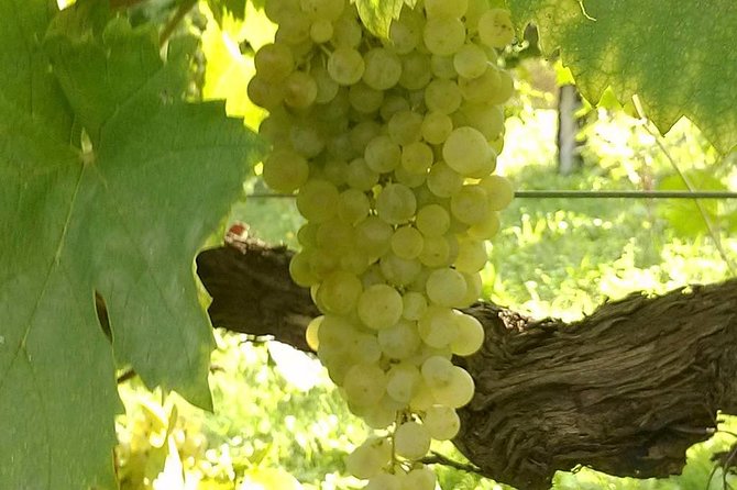 Prosecco Tour and Tasting from Venice - An In-Depth Look at the Prosecco Tour Experience