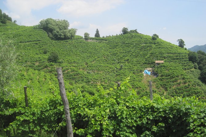 Prosecco Wine Tour (all-inclusive full day with lunch and expert wine guide) - The Light Lunch in the Heart of Wine Country