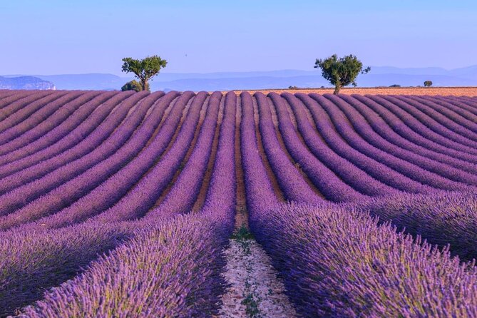 Provence Lavender Fields Tour In Valensole from Marseille - What Makes This Tour Stand Out?