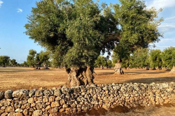Puglia Olive Oil Tasting Experience with Olive Grove Walk - The Guided Olive Oil Tasting: A Sensory Delight