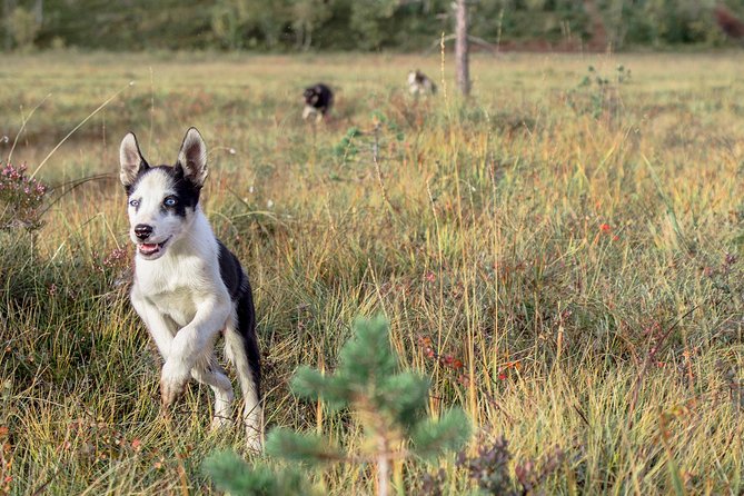 Puppy Training Experience at a Husky Farm in Tromso - What Makes This Tour Stand Out?