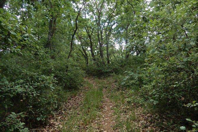 Querceti di Quasano: excursion in the Alta Murgia National Park - The Oak Forest and Its Wildlife
