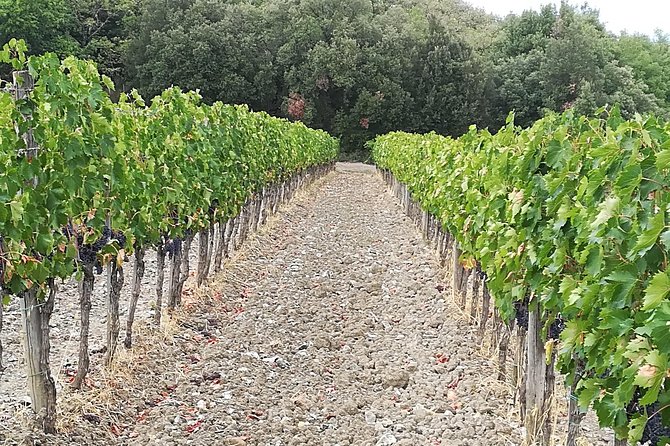 "Ramble Through The Rolling Hills Of Chianti" with lunch & Wine Tastings - Exploring San Gimignano: A Medieval Marvel