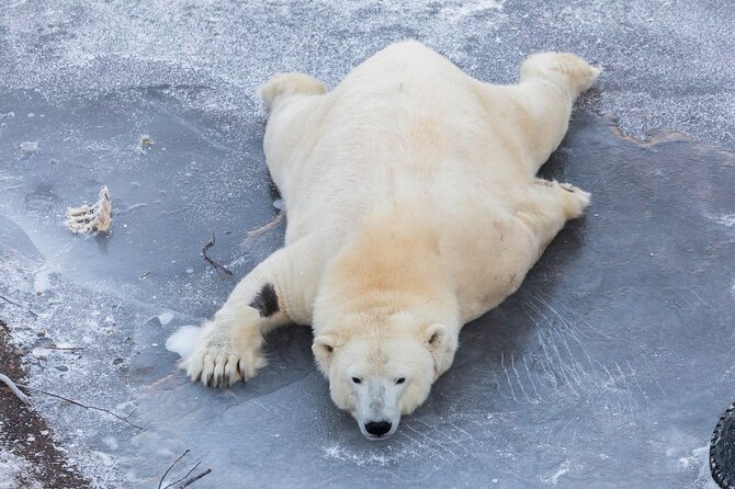 Ranua Zoo Family Tour from Rovaniemi - What to Expect from the Ranua Zoo Family Tour