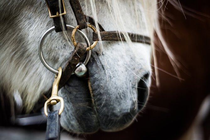 Red Lava Horse Riding Tour From Reykjavik - An In-Depth Look at the Red Lava Horse Riding Tour