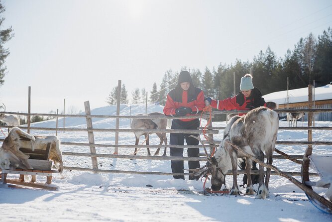 Reindeer Experience with Sledge Ride - Key Points