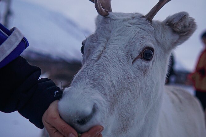 Reindeer Feeding and Sami Culture Afternoon Departure - Introduction to the Tour Experience