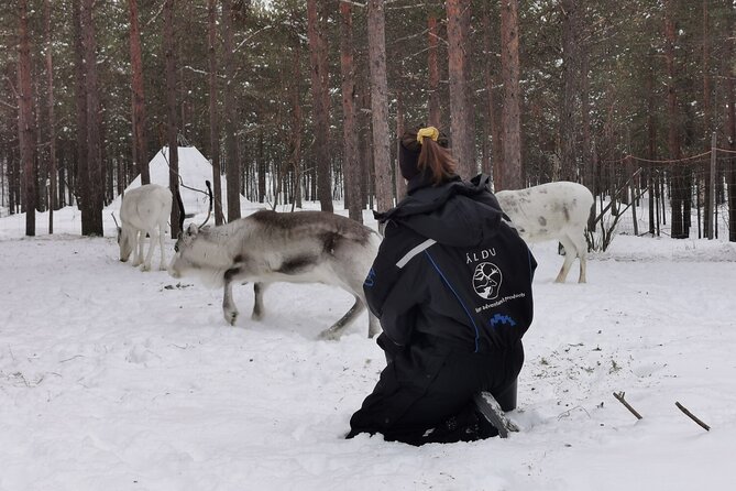 REINDEER FEEDING - Join us for a unique moment with our reindeer - What to Expect from the Reindeer Feeding Tour in Norway