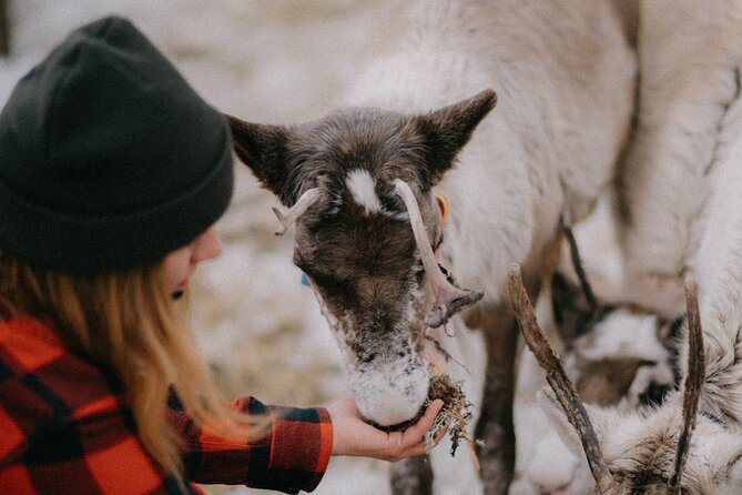Reindeer Herding and a Snowmobile Slegh Ride - First Stop: Reindeer Farm and Wilderness Cabin