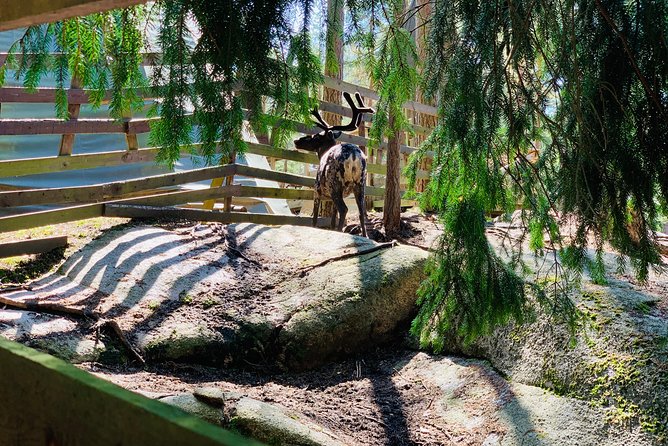 Reindeer Park Adventure VIP Car (private service) - Exploring Nuuksio National Park in Comfort