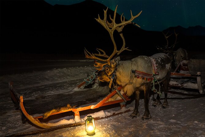 Reindeer Sledding and Feeding with Chance of Northern Lights Tromso - Key Points