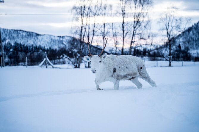 Reindeer Sledding, Feeding And Sami Culture At Reindeer Farm - Analyzing Value and Practicalities