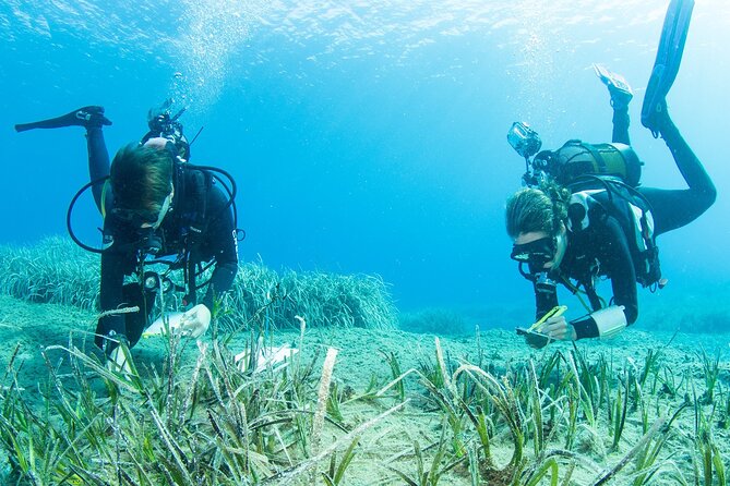Research diving with a Marine Biologist in Crete - Key Points