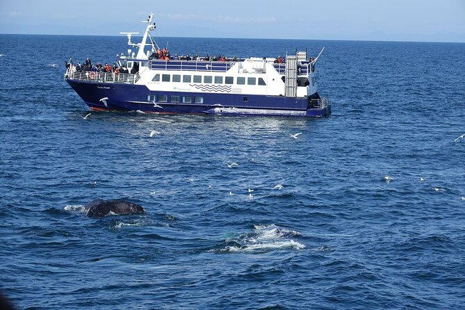 Reykjavík Bay Arctic Rose Whale Watching Excursion - An In-Depth Look at the Reykjavík Bay Arctic Rose Whale Watching Tour