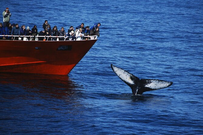 Reykjavik Whales & White Water Rafting Adventure - An In-Depth Look at the Reykjavik Whales & White Water Rafting Tour
