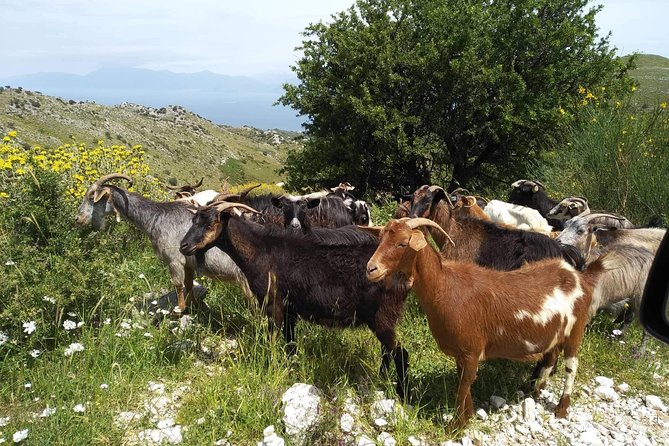 Rhodes Uncharted South Safari: Mountains, Monasteries, & Flavors - Who Would Love This Tour?