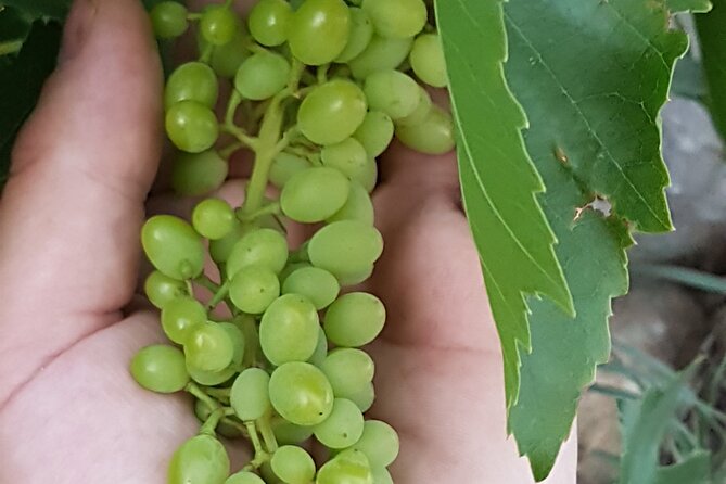 Rhodes Wine & Food Tour: 10 Meal Course Lunch, Wine Tasting, Cooking Class - The Itinerary in Detail