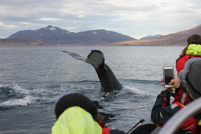 RIB boat express: Whales, Eyjafjord and Akureyri - An In-Depth Look at the RIB whale watching experience