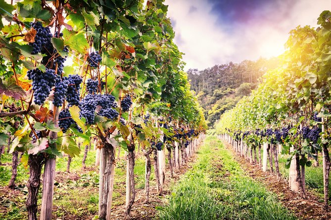 Romanian Wine Tasting - An In-Depth Look at the Romanian Wine Tasting Tour