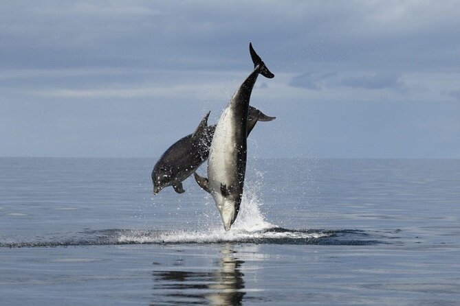 Romantic Boat Trip with Dolphin Watching - What to Expect from the Itinerary