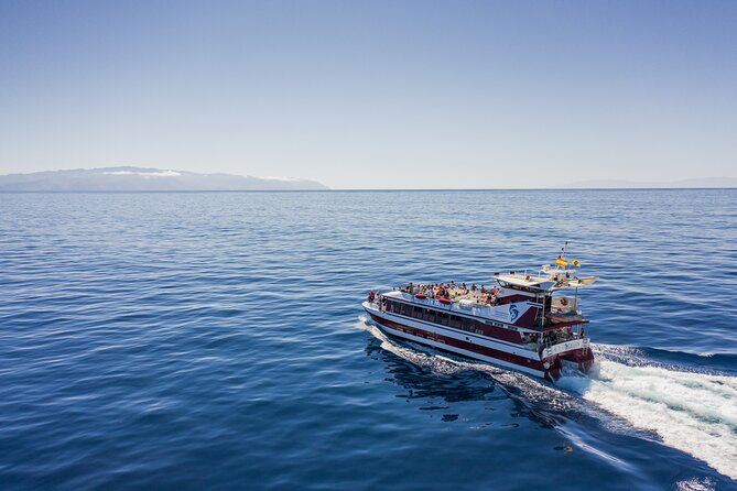 Royal Delfin - 4'5H Dolphin & Whale Watching - Los Gigantes Masca - Lunch & Swim - The Itinerary and What You Can Expect