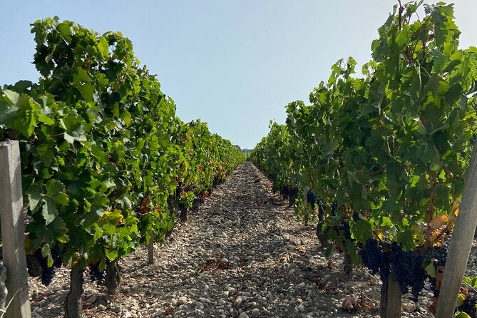 Saint Emilion Castle and Village Wine Tour - A Closer Look at the Saint Emilion Castle and Village Experience