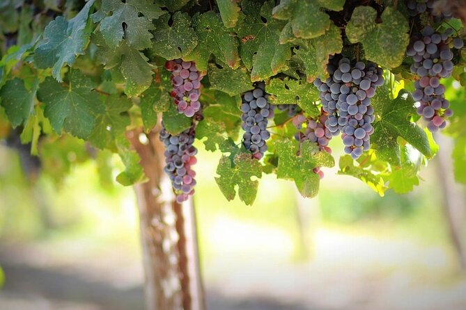 Sant'Agata de' Goti wine tasting and cooking class experience - A Deep Dive Into the Experience