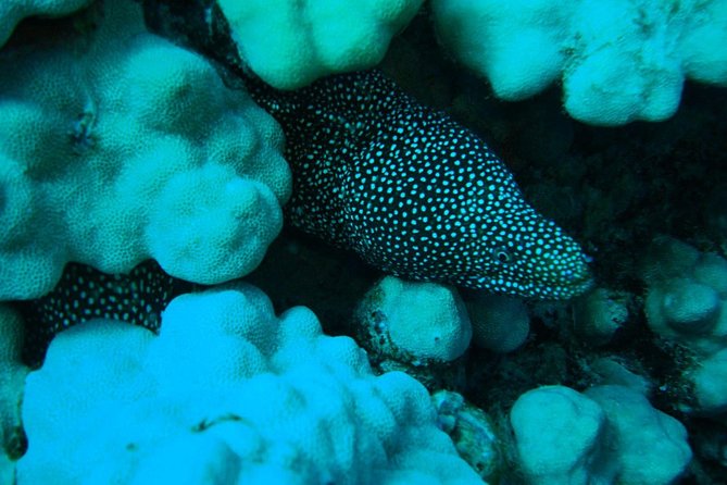 SCUBA DIVE: Kallithea's Underwater Exploration - An In-Depth Look at the Kallithea Scuba Tour