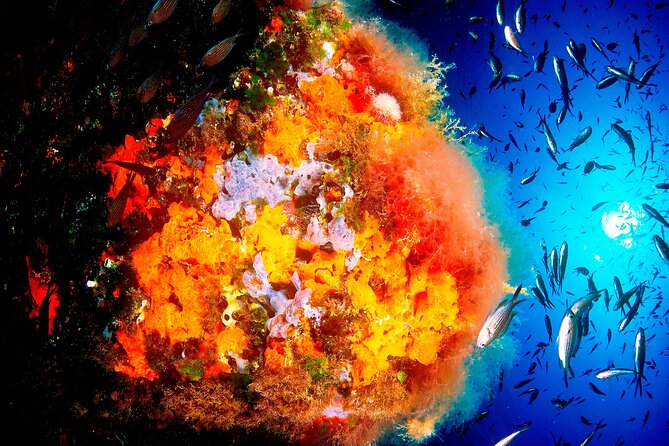 Scuba Diving Baptism and Snorkeling in Ibiza - An In-Depth Look at the Ibiza Scuba Baptism & Snorkeling Experience