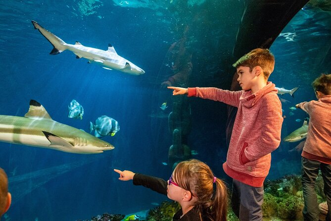 SEA LIFE Hannover Ticket - Overall Experience and Atmosphere