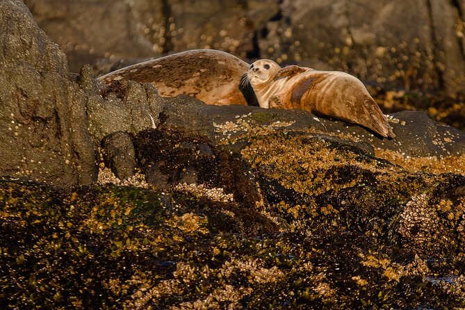 SEAL SAFARI in Savonlinna from Helsinki (private) - An In-Depth Look at the Tour Experience