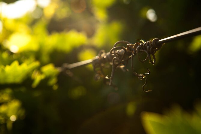 Semi Private Wine Tour of 2 wineries with Transfer and Lunch - A Detailed Look at the Crete Wine Tour