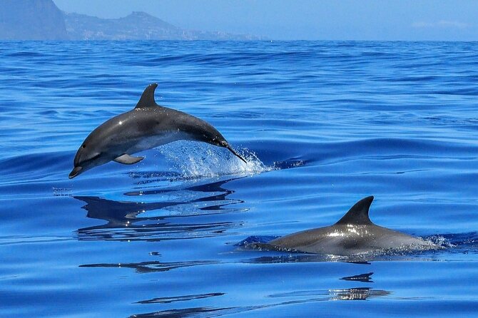Setúbal Private Tour - Including Dolphin Watching - Exploring the Itinerary in Detail