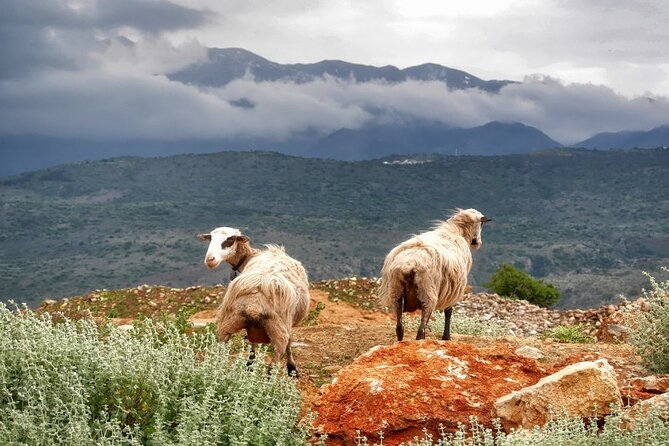 Shore Excursion Crete, Cave of Zeus, Palace of Knossos & Villages - Practicalities: Transportation, Group Size, and Value