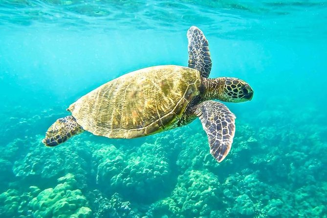 "Side: Boat Adventure to Dolphin Island  Swim and Enjoy Lunch" - The Itinerary in Detail